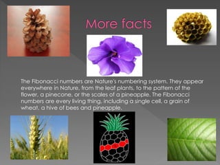 Who is fibonacci by ashley | PPT