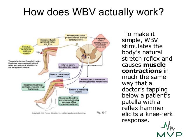 Whole Body Vibration Therapy - What is Whole Body Vibration?