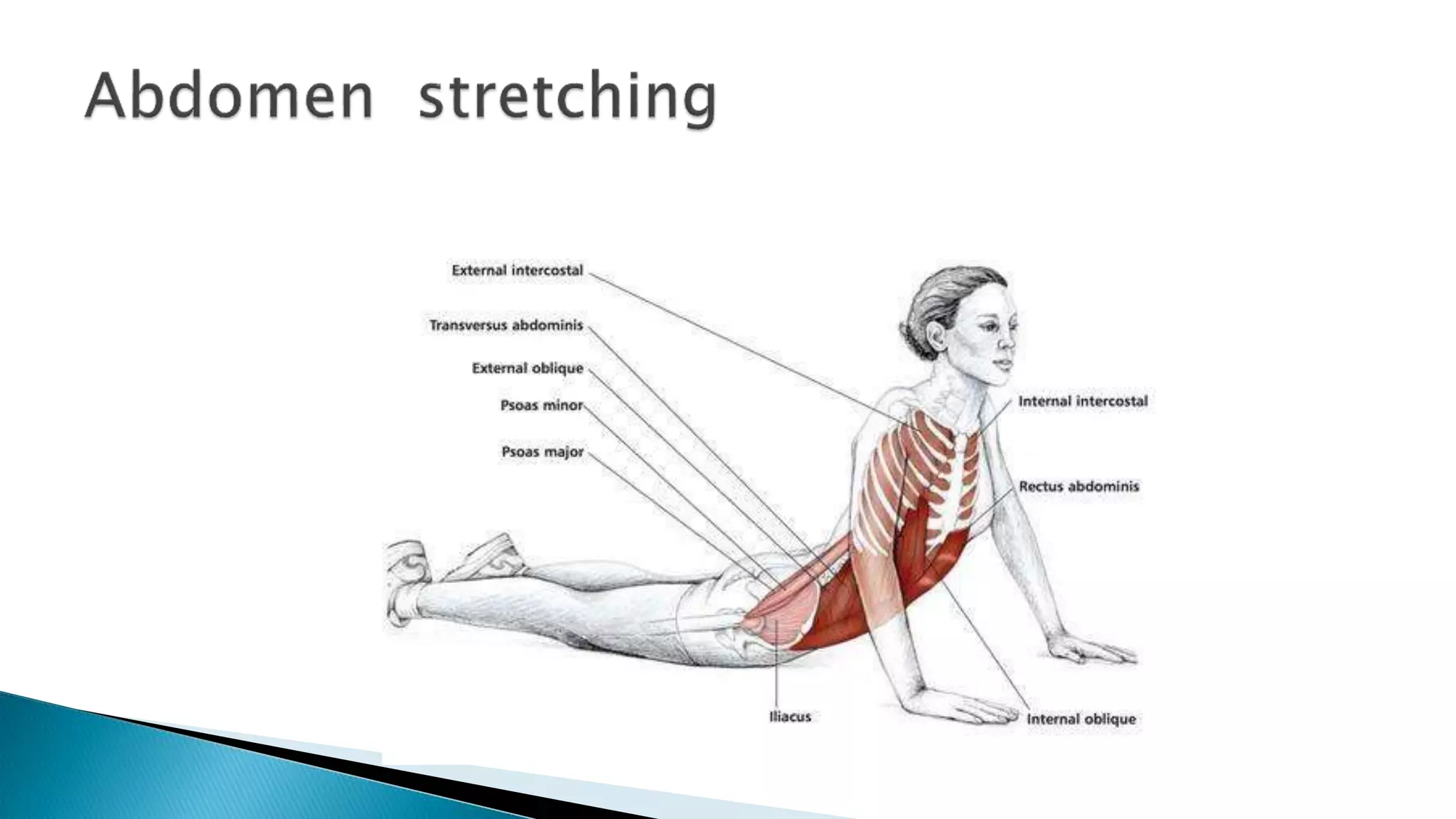 Whole body stretch | PPT