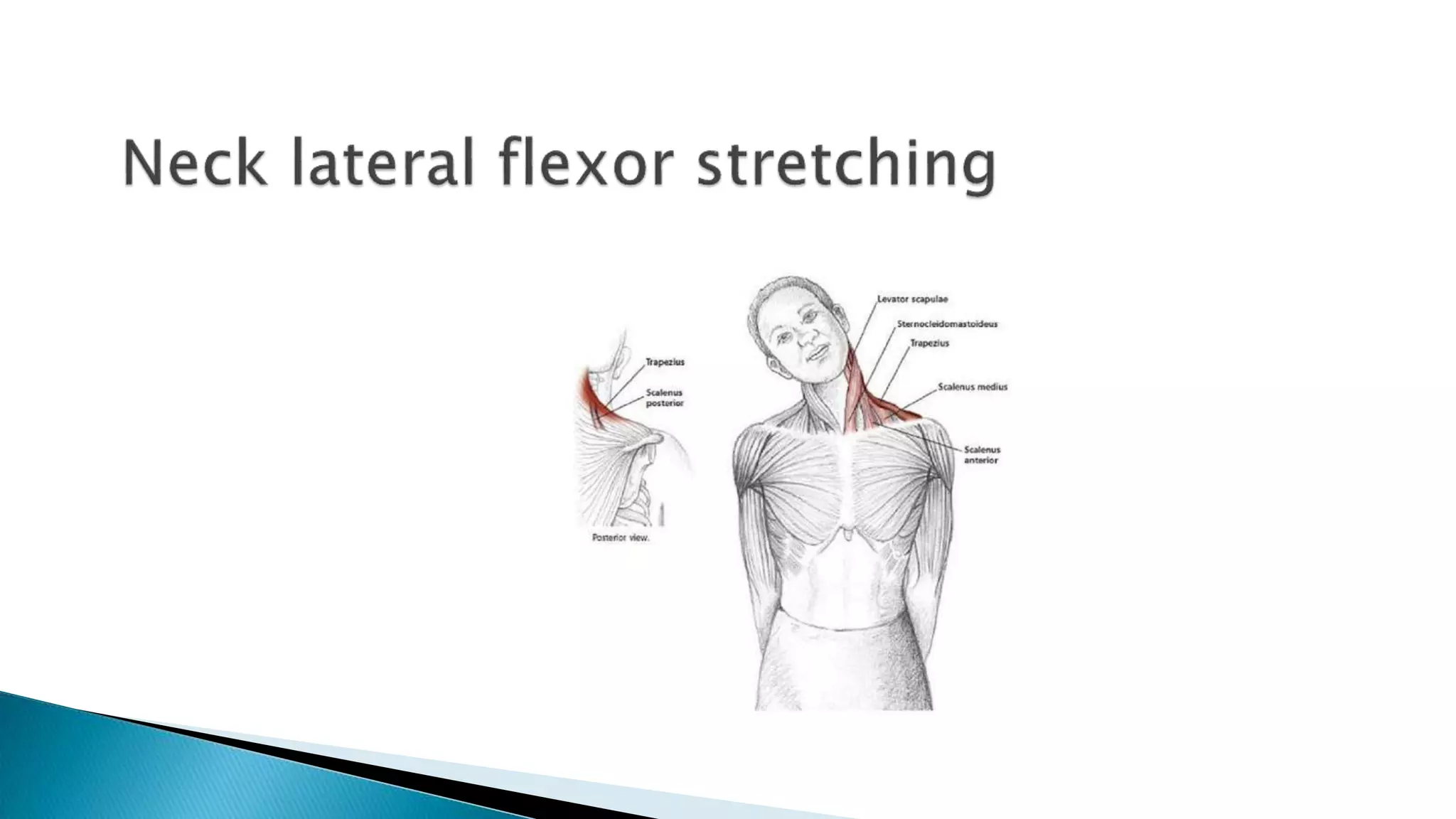 Whole body stretch | PPTX | Bodybuilding | Sports