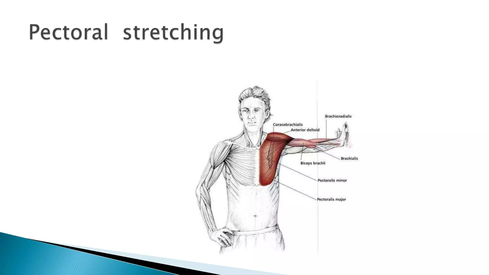 Whole body stretch | PPTX | Bodybuilding | Sports