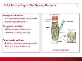 Whole Body Vibration For Health Clubs | PDF