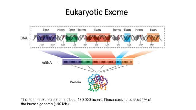 Whole exome sequencing data analysis.pptx | Genetics | Science