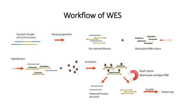 Whole exome sequencing data analysis.pptx | Genetics | Science