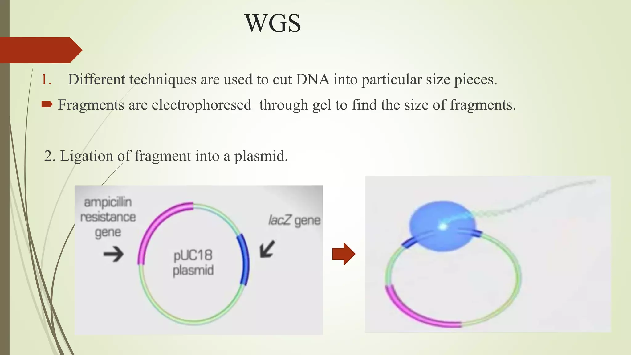 Whole genome sequencing | PPTX
