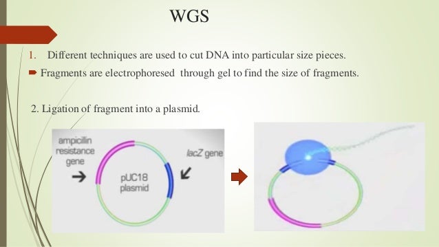 Whole genome sequencing