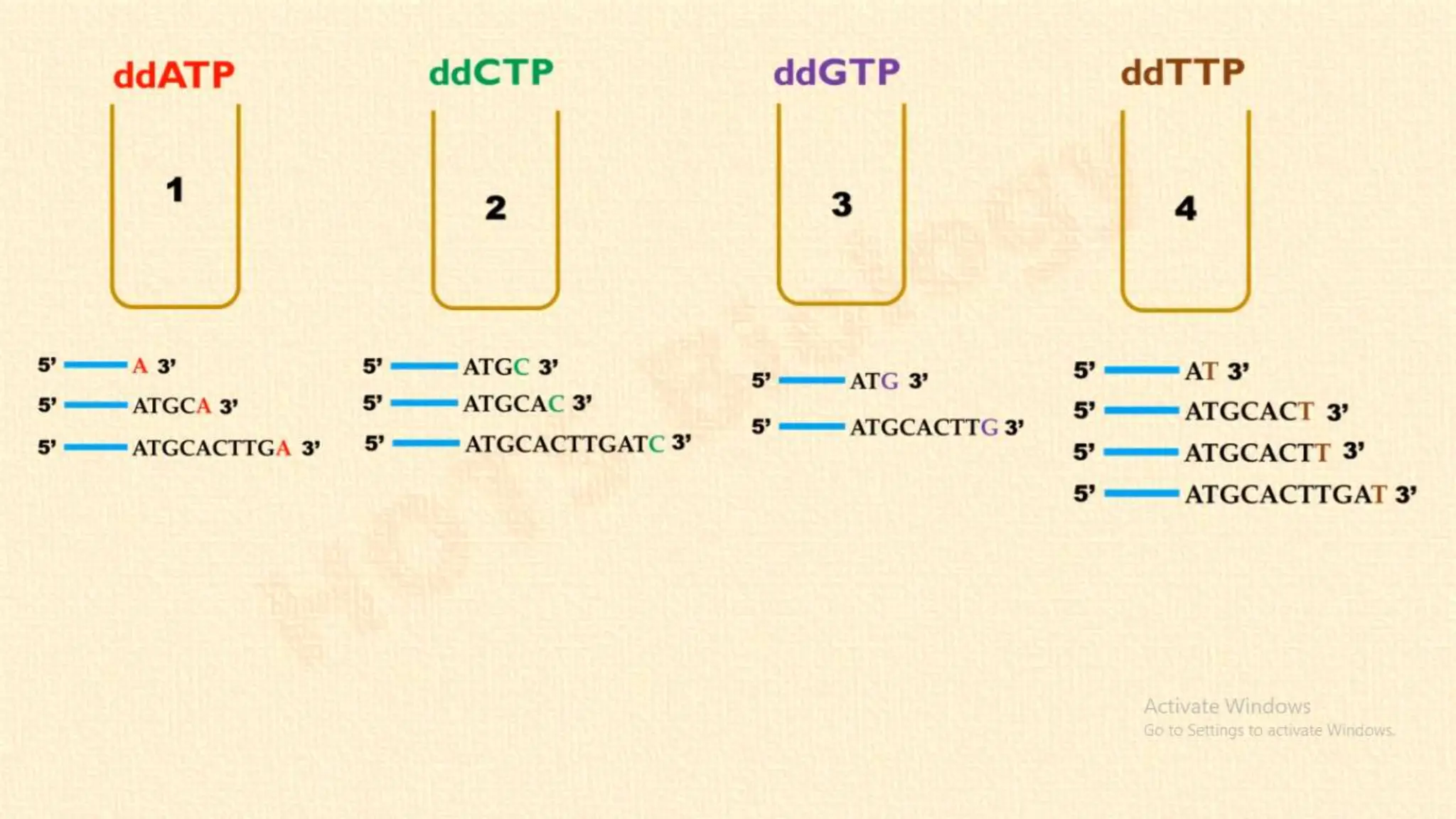 Whole Genome Sequencing .pptx