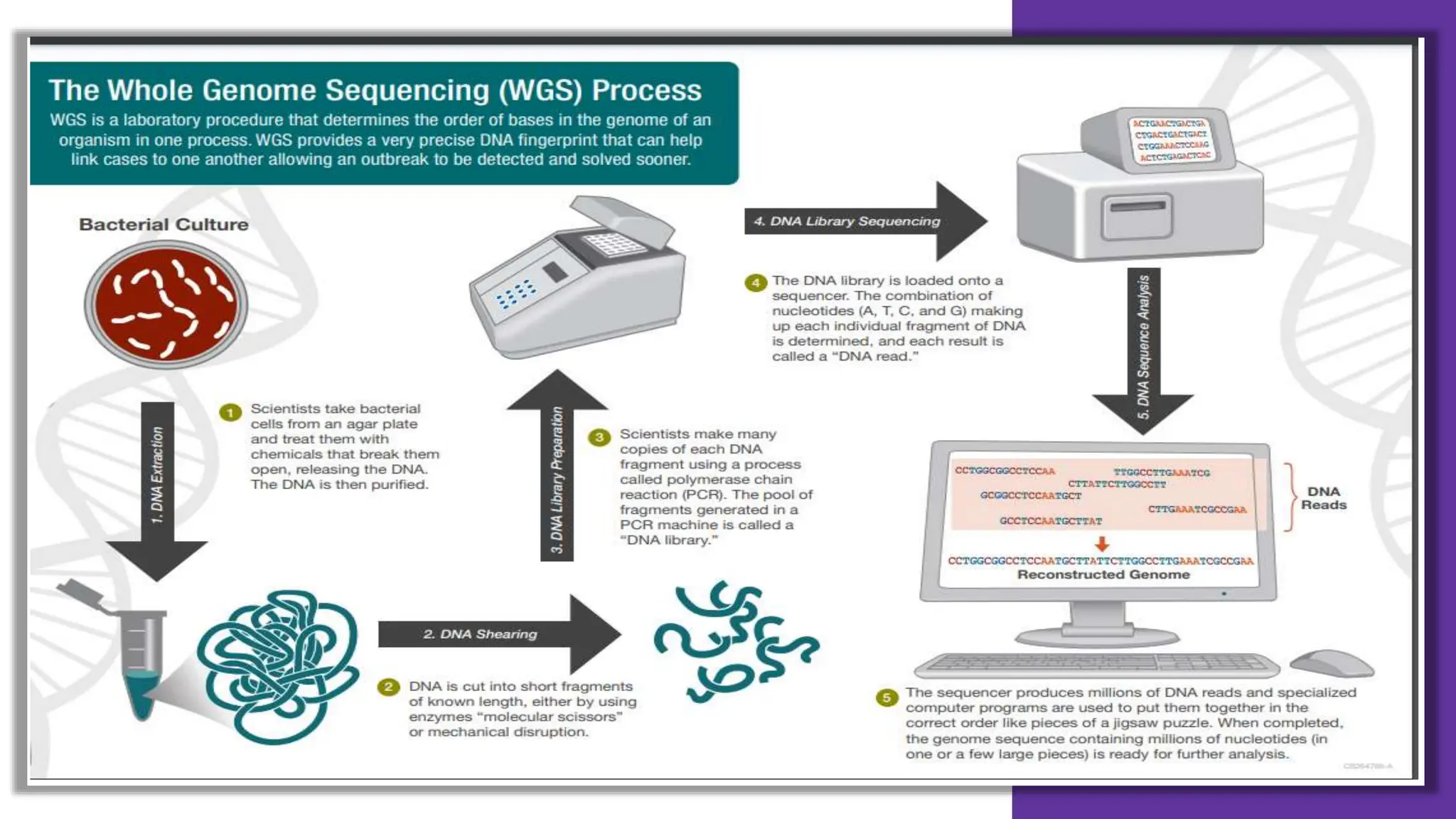 whole genome sequencing new and its types including shortgun and clone ...