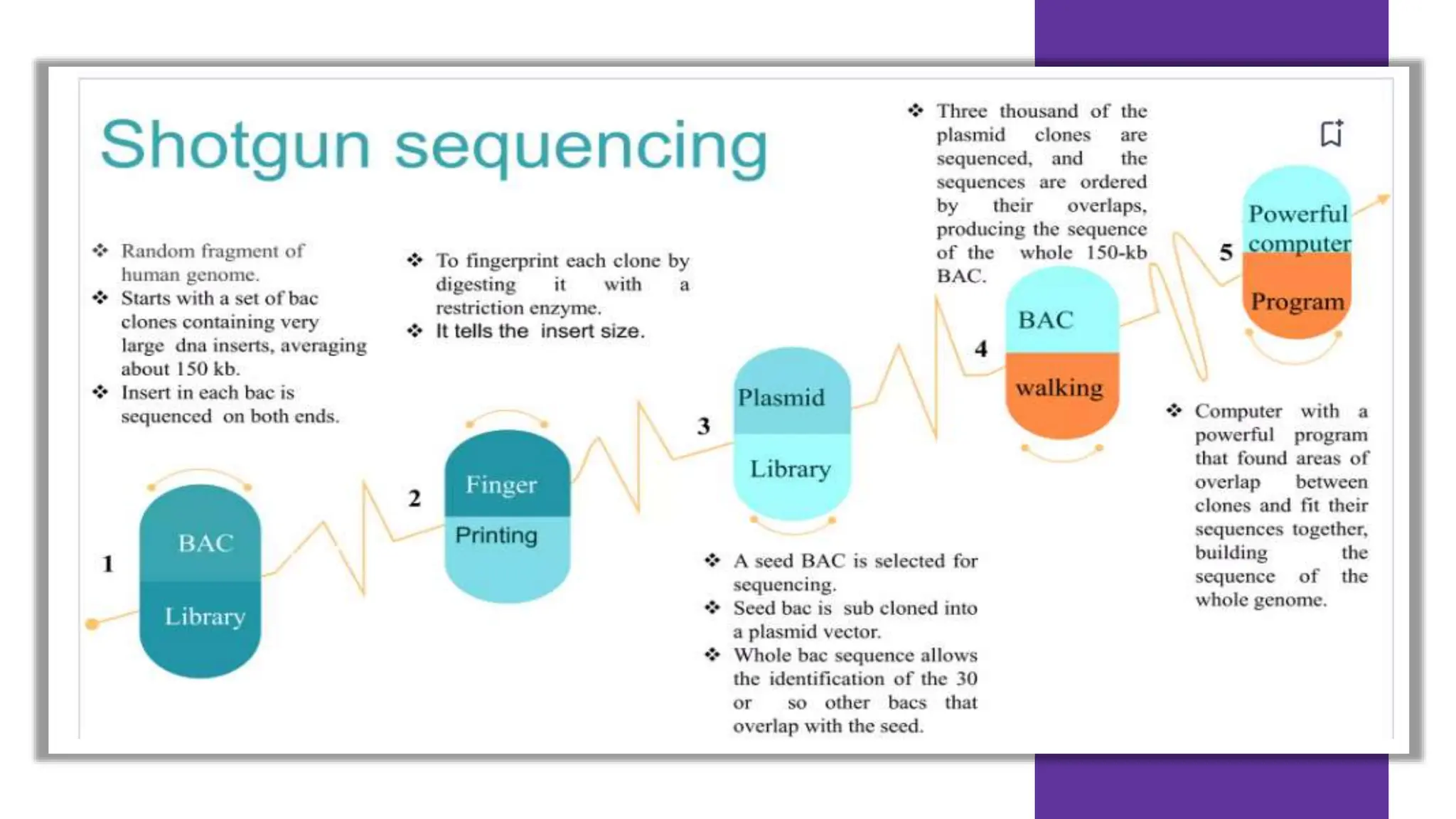 whole genome sequencing new and its types including shortgun and clone ...