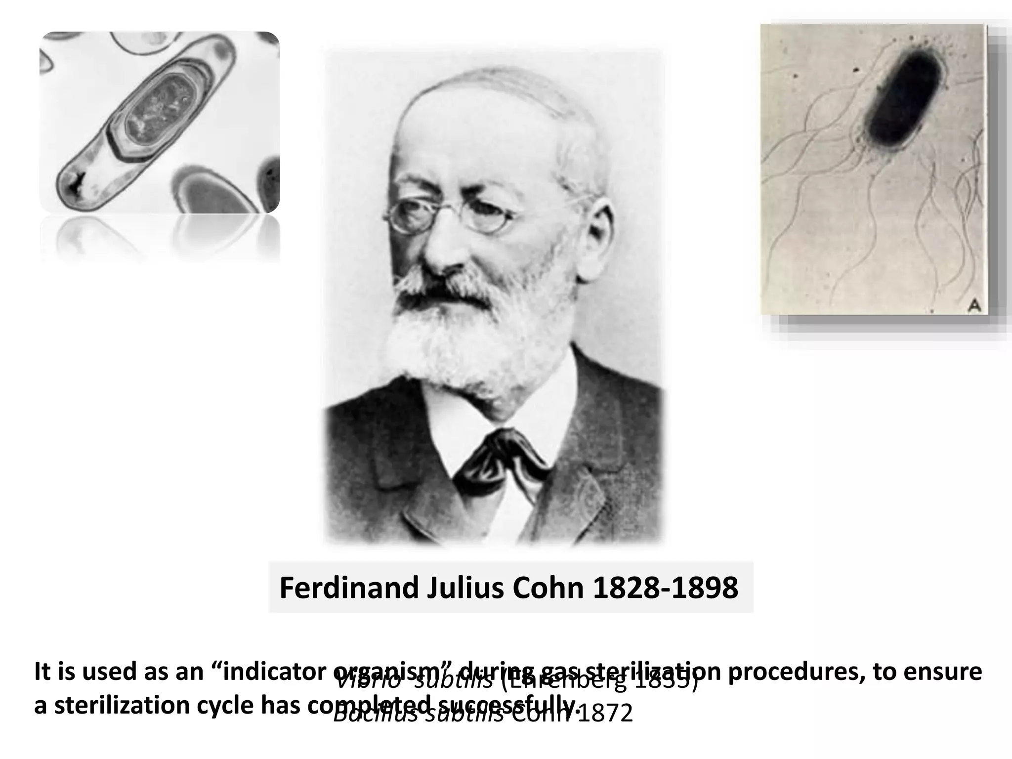 Whole genome sequencing of Bacillus subtilis a gram positive organism ...