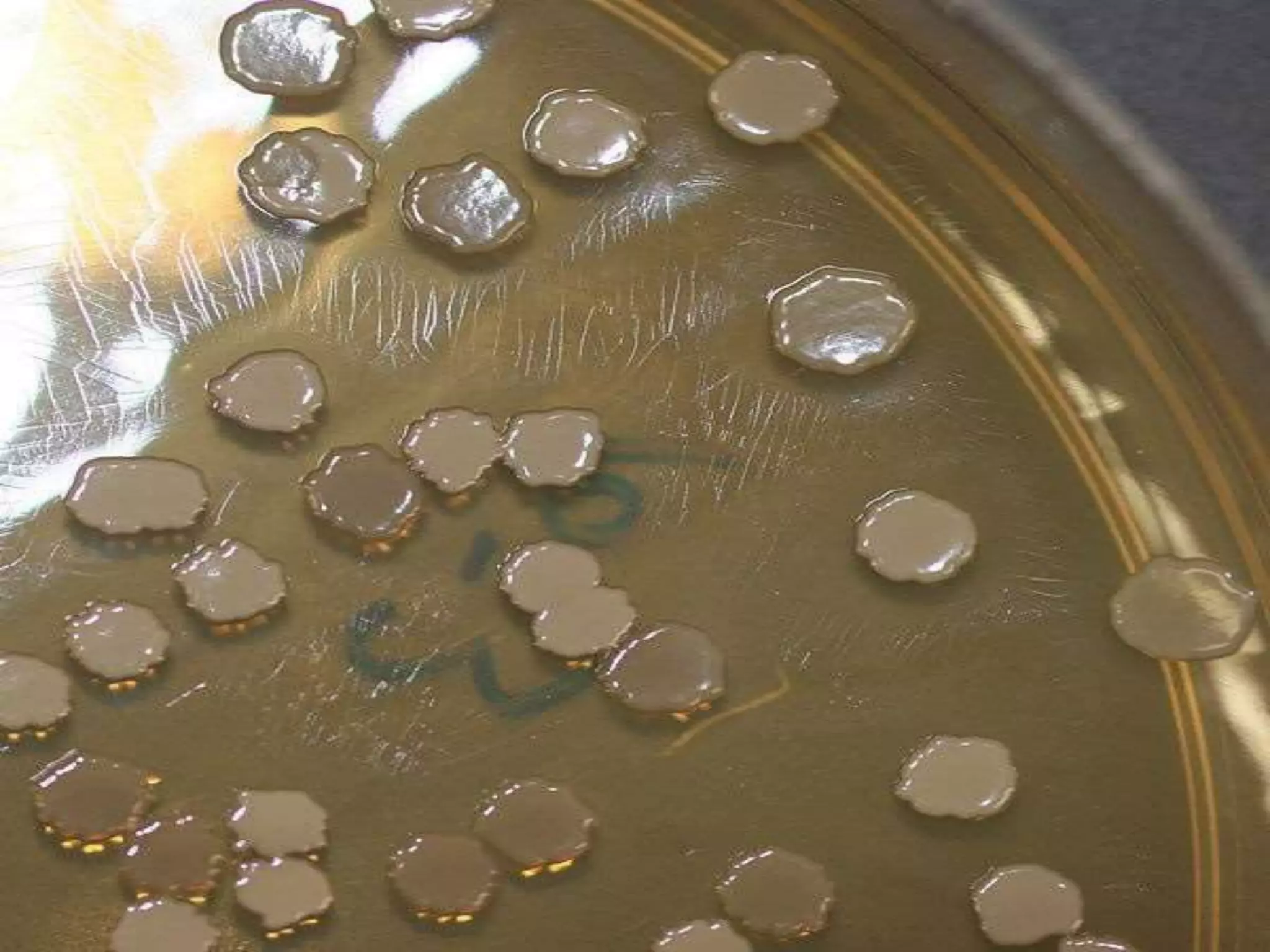 Whole genome sequencing of Bacillus subtilis a gram positive organism ...