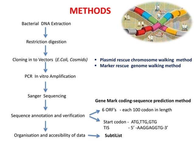 Whole genome sequencing of Bacillus subtilis a gram positive organism | PPT