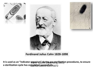 Whole genome sequencing of Bacillus subtilis a gram positive organism ...