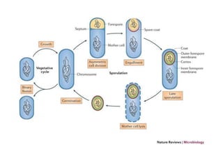 Whole genome sequencing of Bacillus subtilis a gram positive organism | PPT
