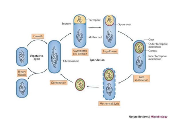 Whole genome sequencing of Bacillus subtilis a gram positive organism | PPT