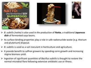 Whole genome sequencing of Bacillus subtilis a gram positive organism ...