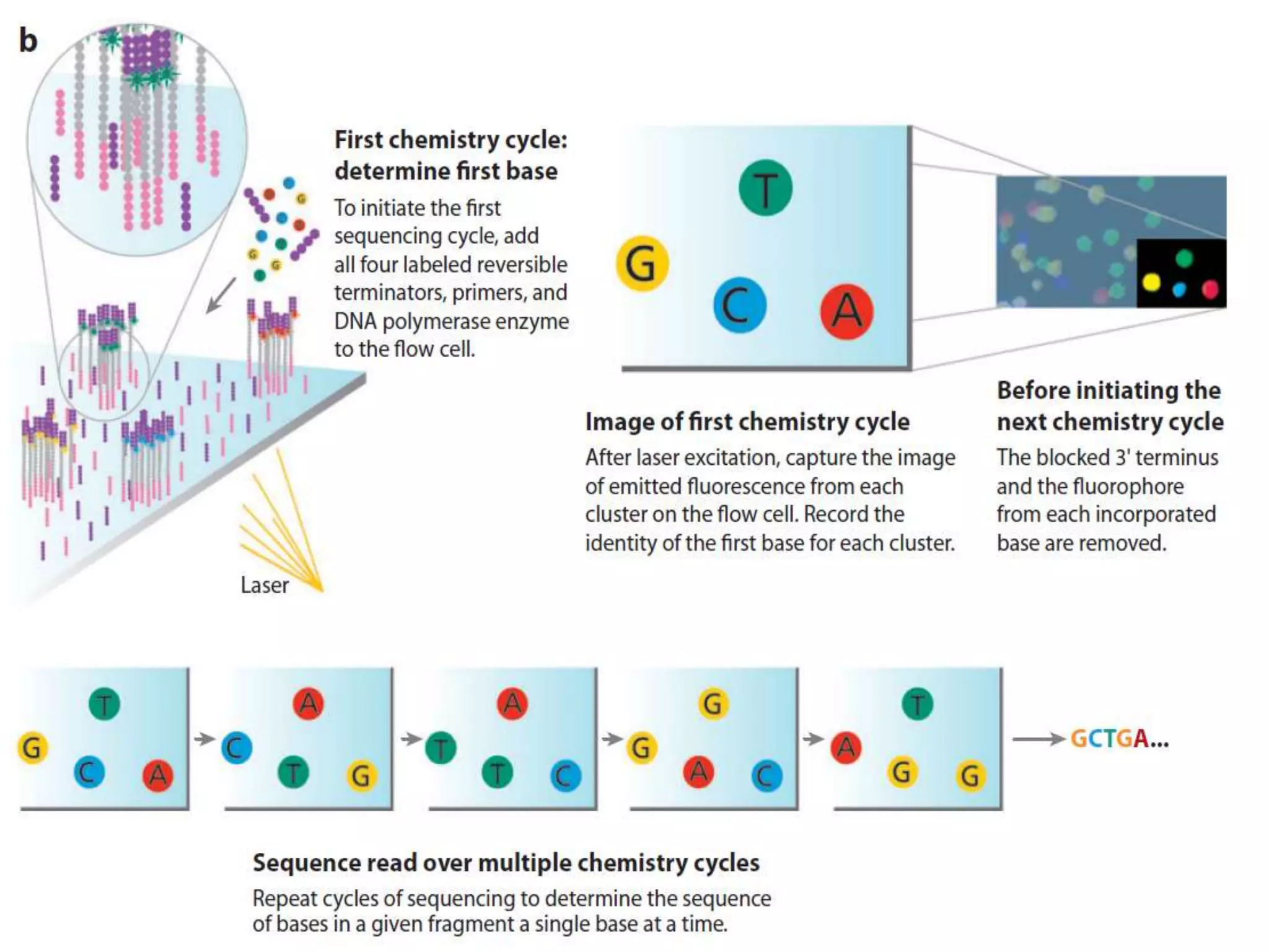 Whole genome sequencing of bacteria & analysis | PPTX