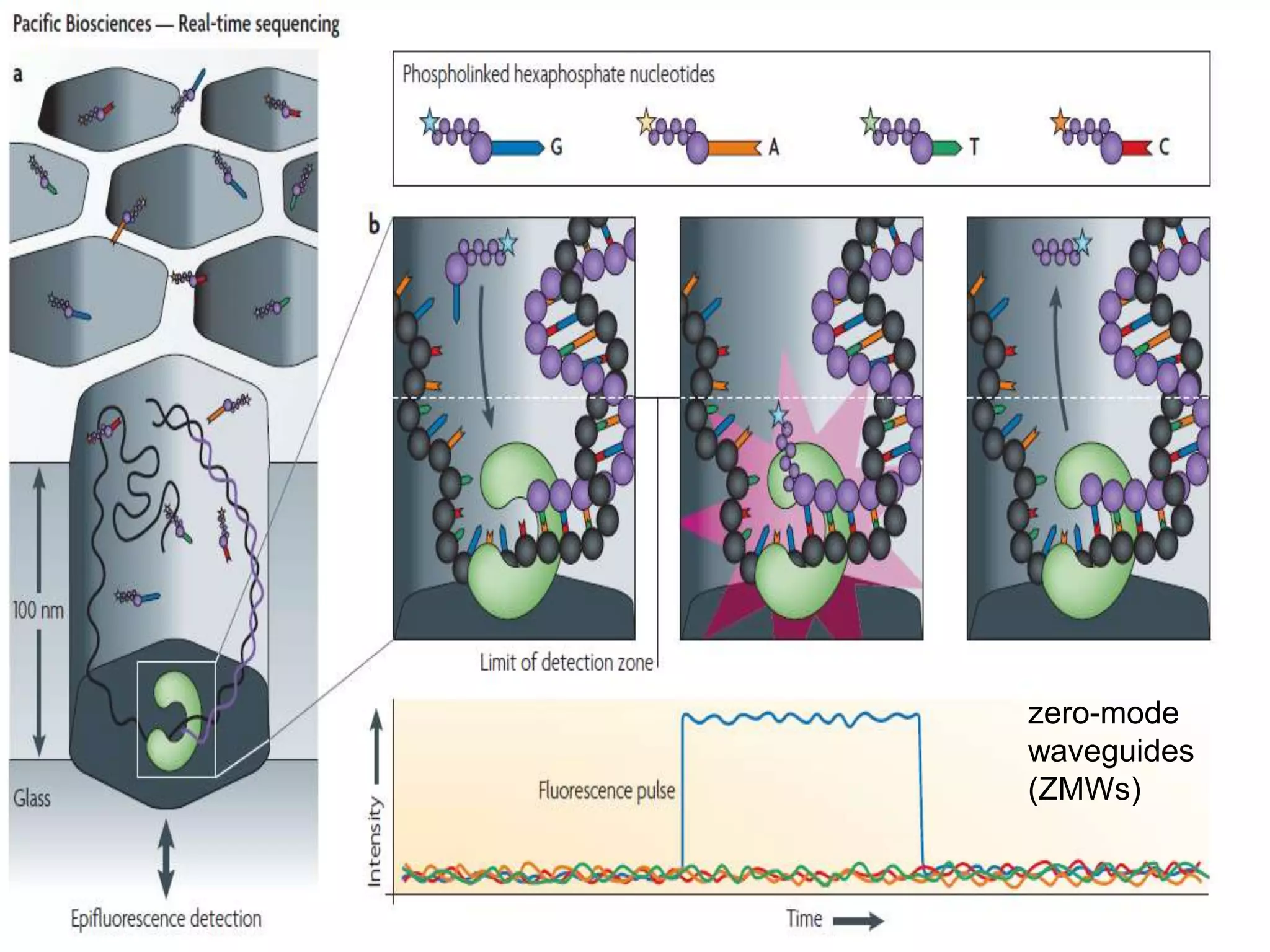 Whole genome sequencing of bacteria & analysis | PPTX