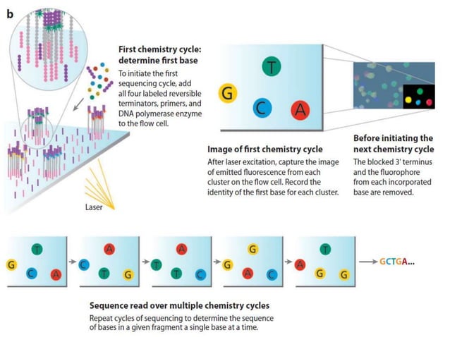 Whole genome sequencing of bacteria & analysis | PPTX | Genetics | Science