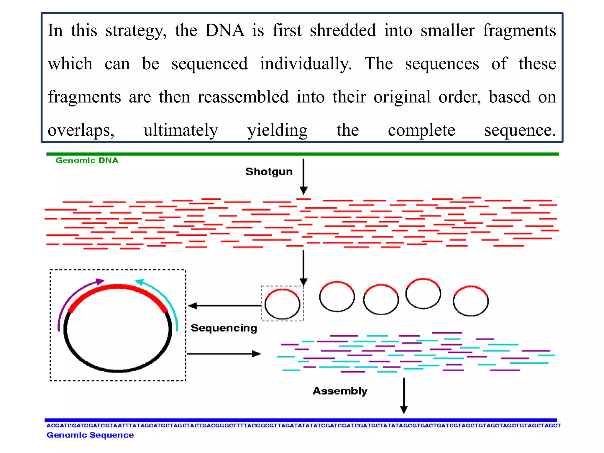 Whole genome shotgun sequencing | PPTX