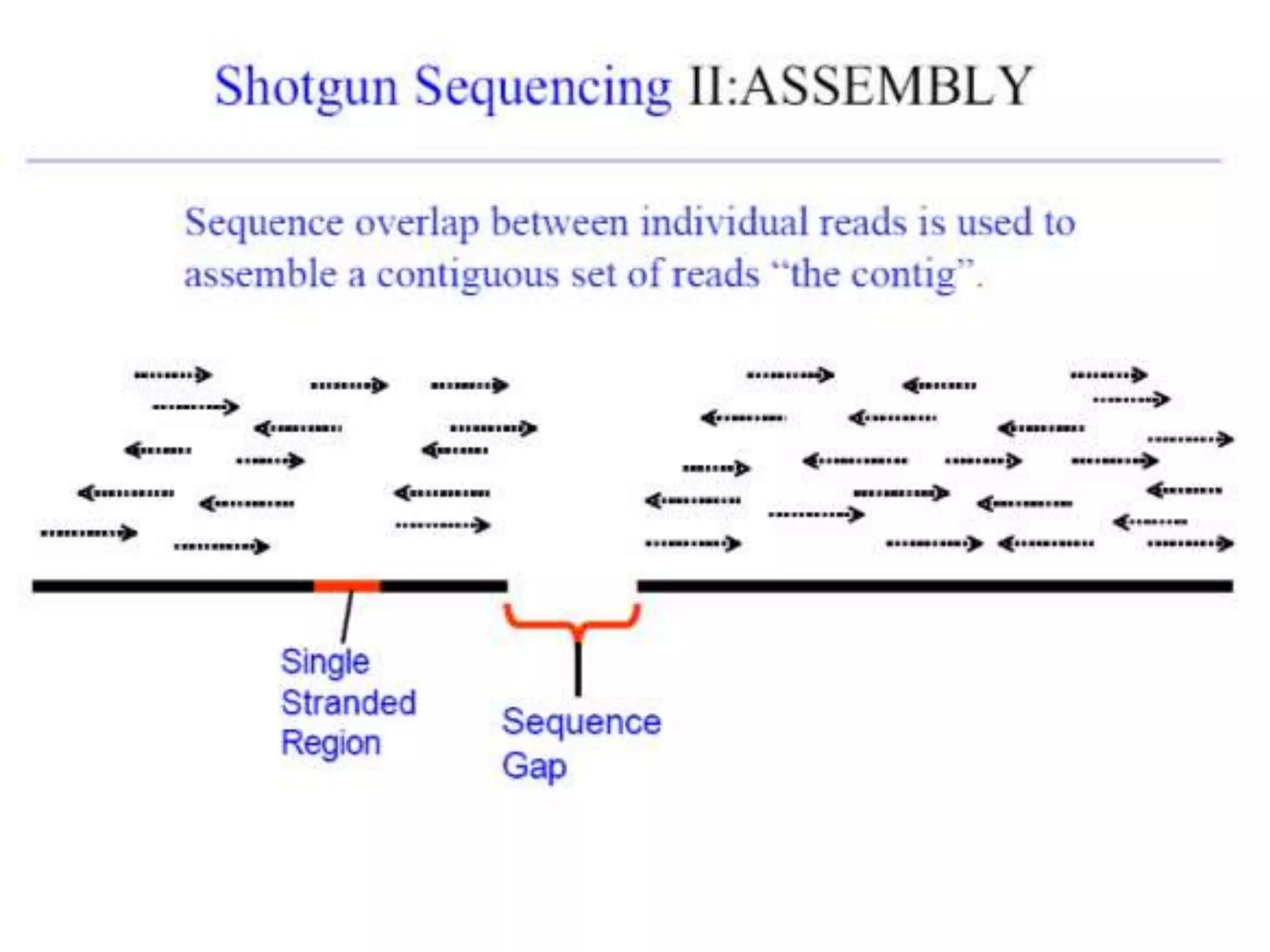 Whole genome shotgun sequencing | PPTX