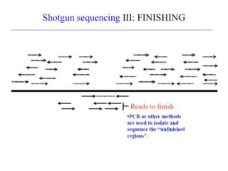 Whole genome shotgun sequencing | PPTX
