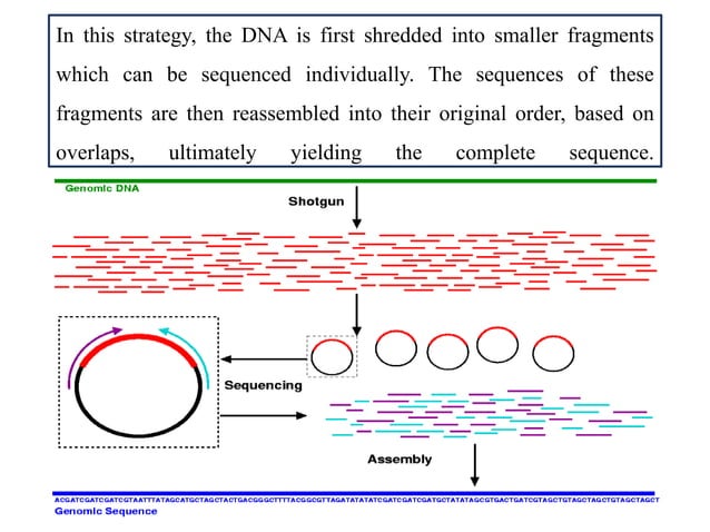 Whole genome shotgun sequencing | PPTX