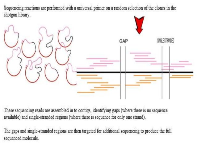 Whole genome shotgun sequencing | PPTX