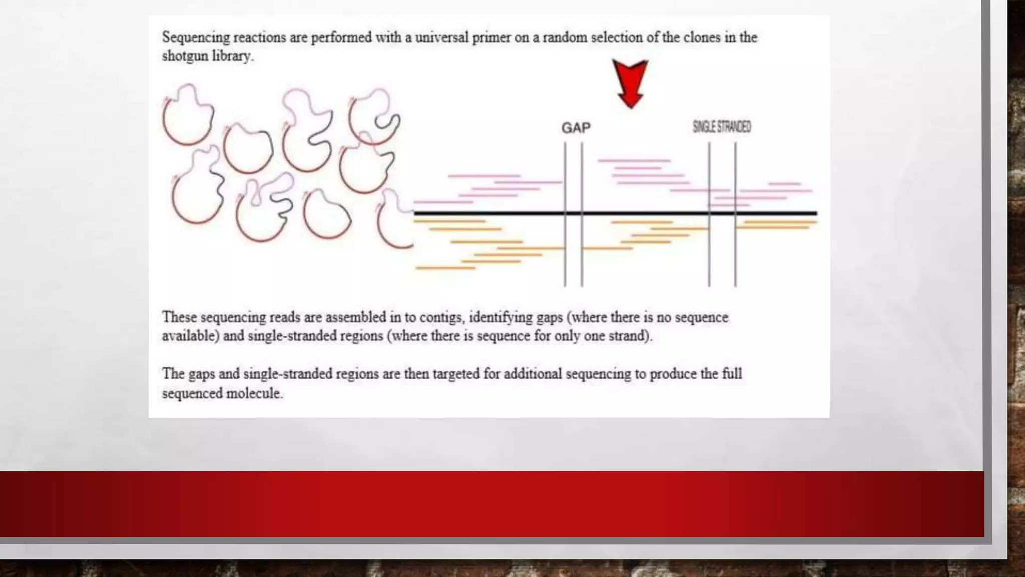 Whole genome shotgun sequencing.pptx