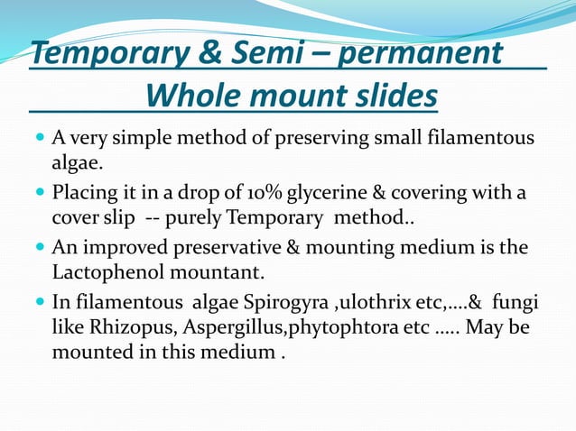 Whole mounts | PPTX | Skin Care | Beauty