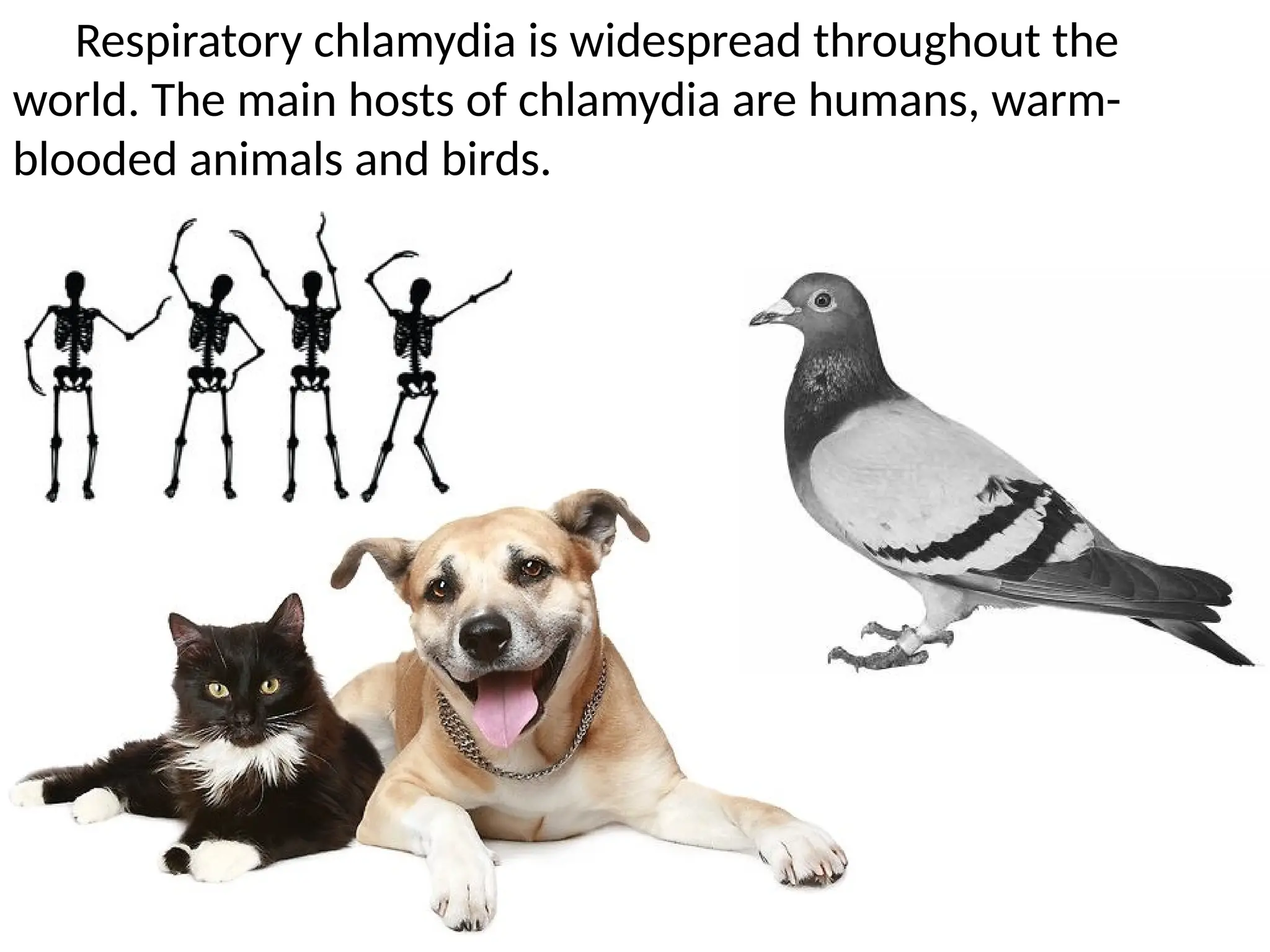 Whooping cough in the human beings .pptx