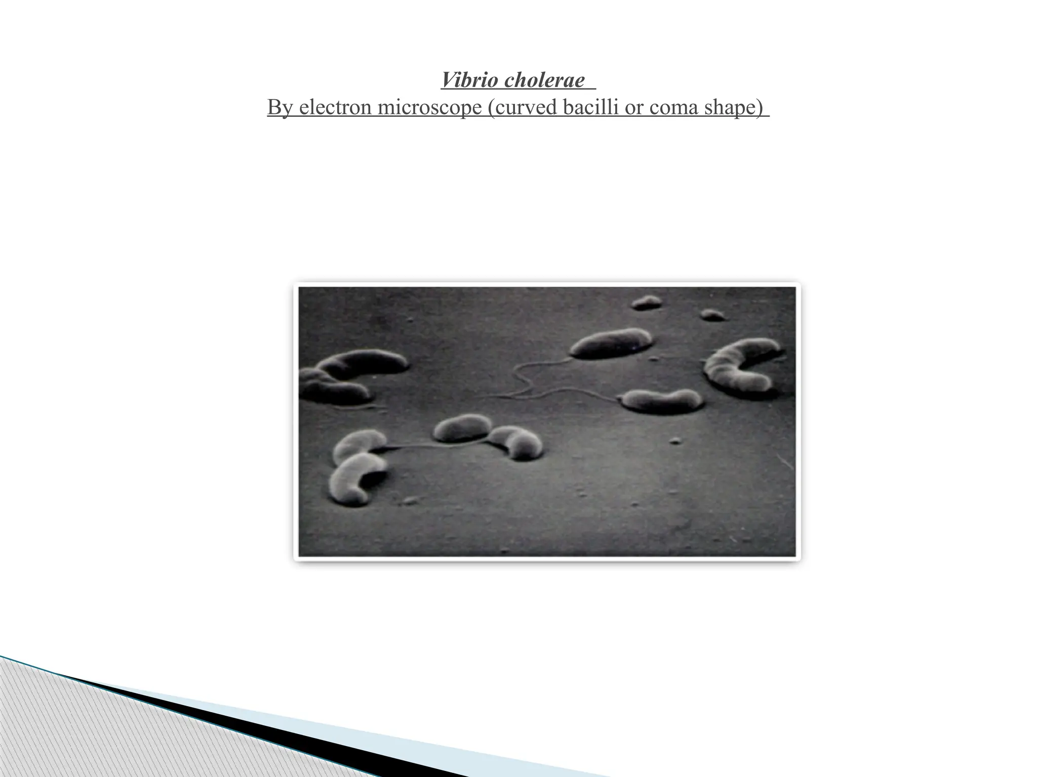 Whooping cough & cholera.pptx clinical microbiology | PPT