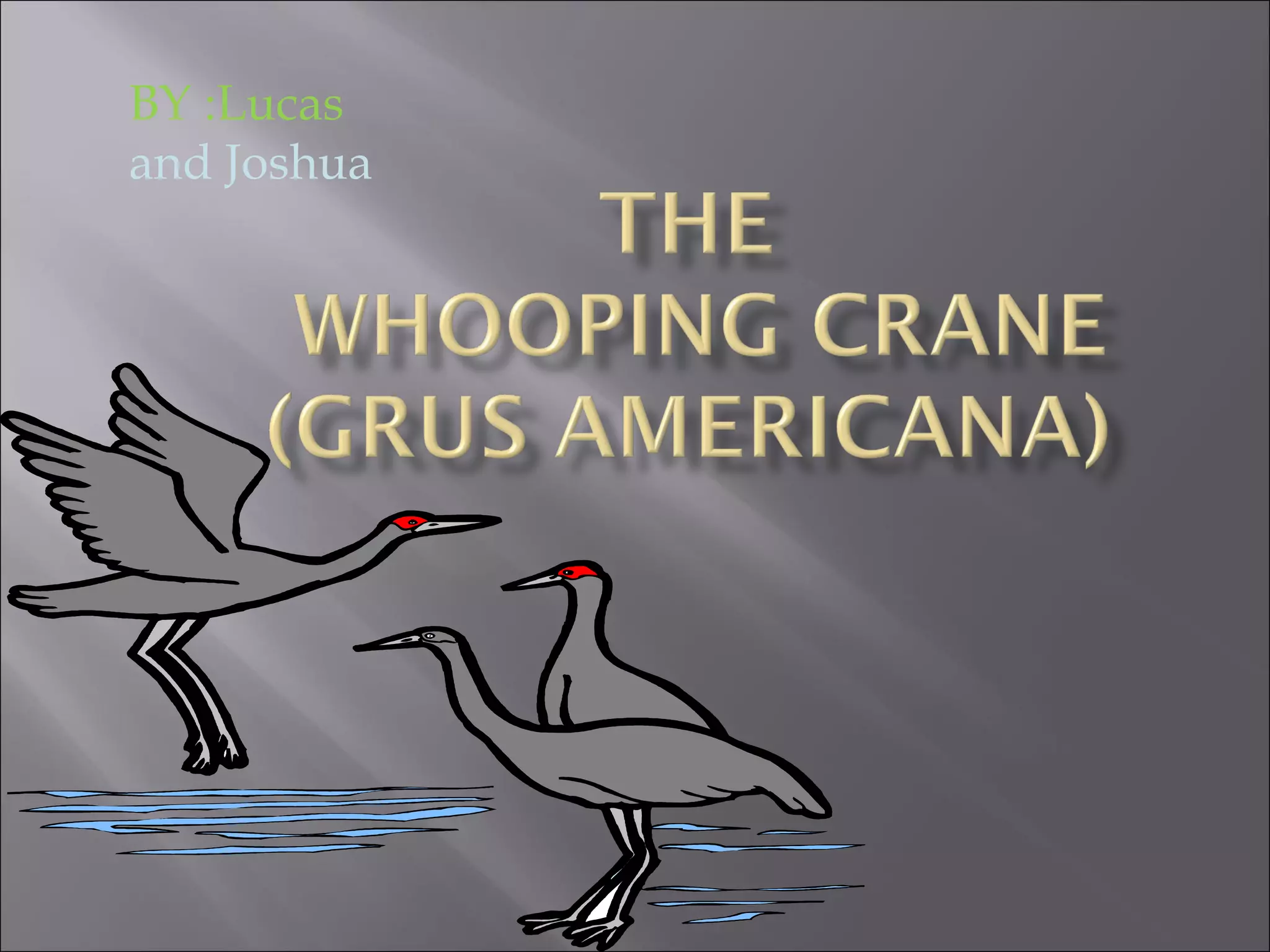 Whooping crane | PPT
