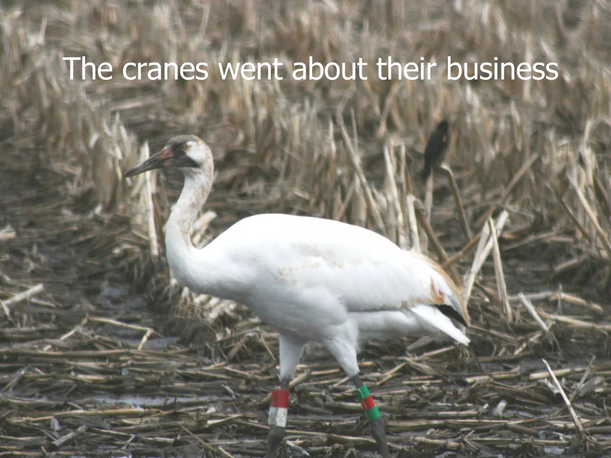 Whooping Cranes At Gridley | PPT