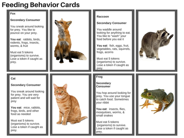 Food Web Food Chain Game | PDF | Reptiles | Pets