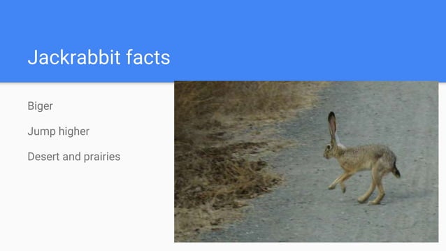 Who would win jackrabbit vs.raccoon by nolan | PPT
