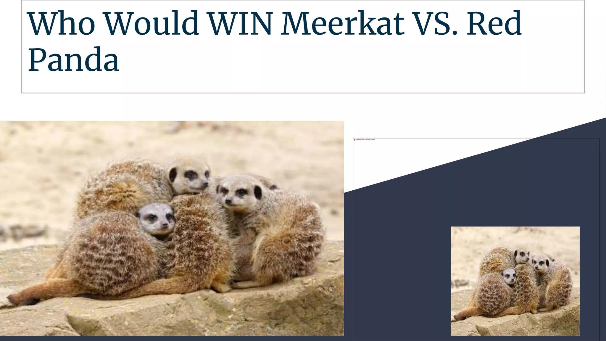 Who would win meerkat vs. red panda (1) | PPTX