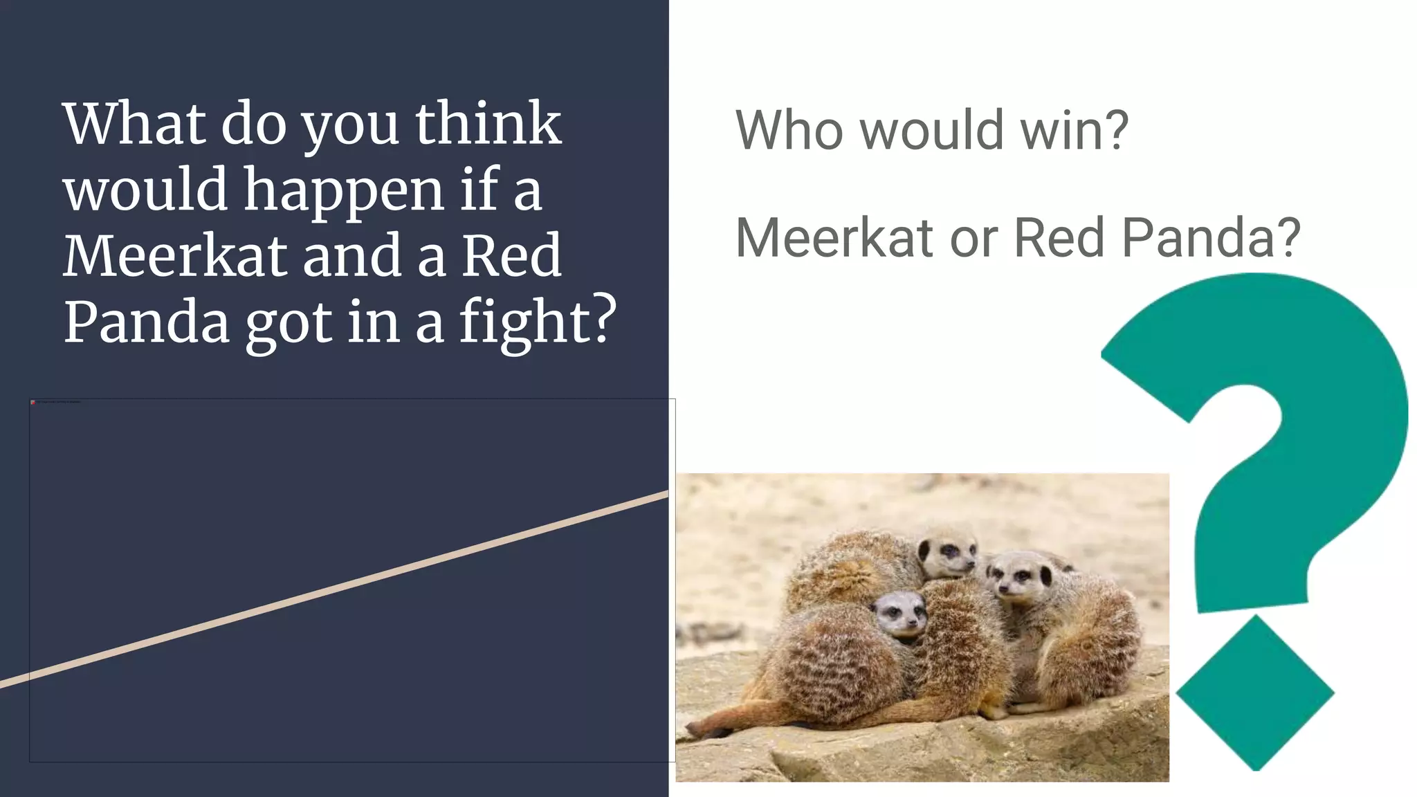 Who would win meerkat vs. red panda (1) | PPTX