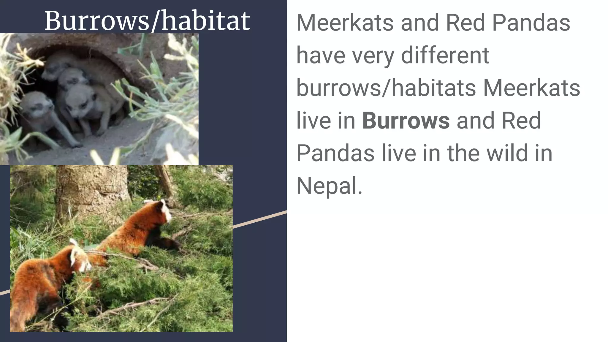 Who would win meerkat vs. red panda (1) | PPTX