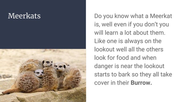 Who would win meerkat vs. red panda (1) | PPTX | Large Animals | Pets