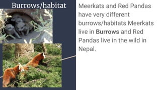 Who would win meerkat vs. red panda (1) | PPTX