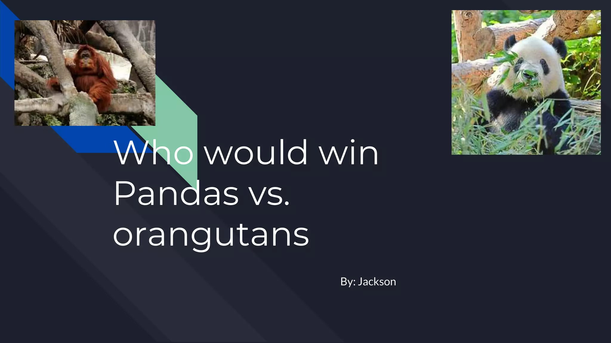 Who would win pandas vs. orangutans | PPTX