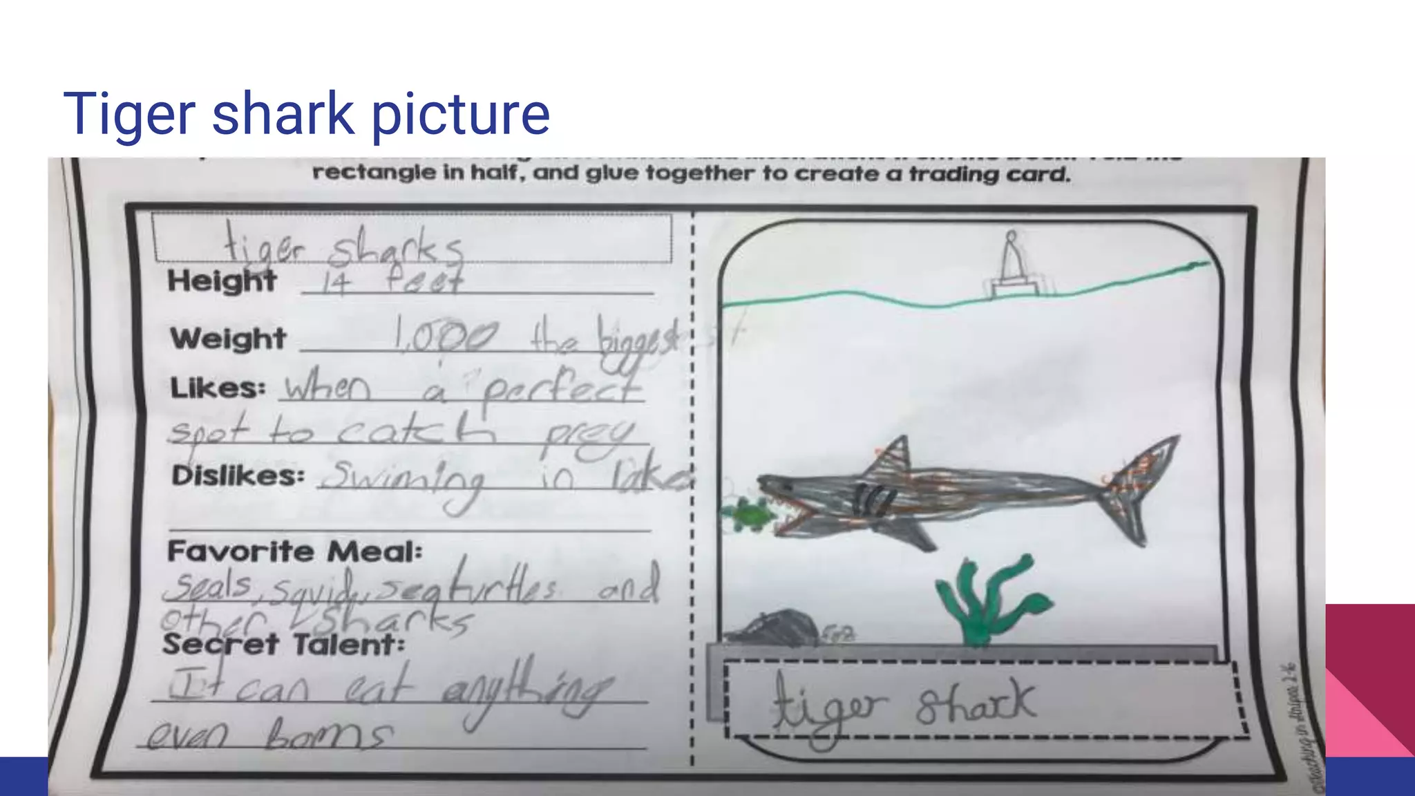 Who would win , tiger shark vs. great white shark by meghan | PPTX ...