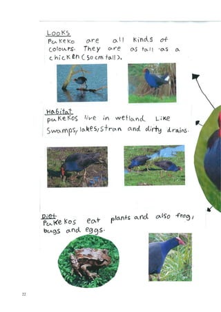 Why Pukeko Is Blue | PDF | Birdwatching | Hobbies & Interests