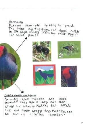 Why Pukeko Is Blue | PDF | Birdwatching | Hobbies & Interests