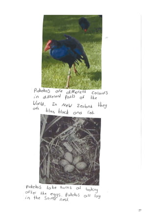 Why Pukeko Is Blue | PDF | Birdwatching | Hobbies & Interests