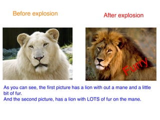 Why a lion's mane is furry | PDF