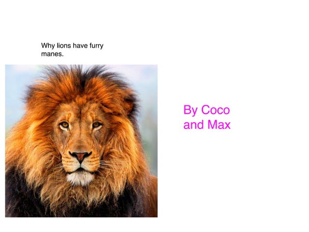 Why a lion's mane is furry | PDF