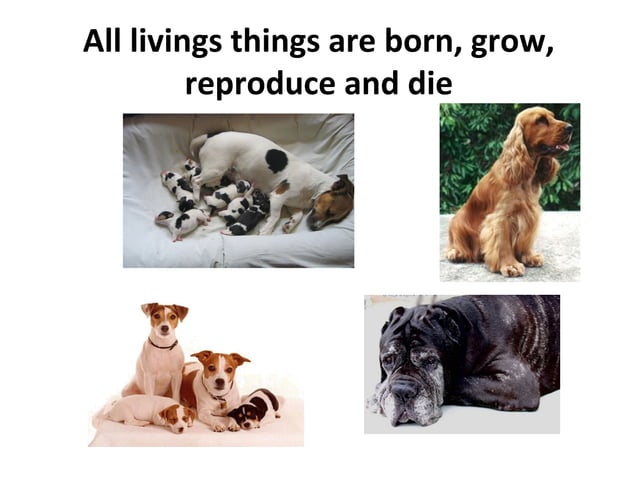 Why are animals living things? | PPT