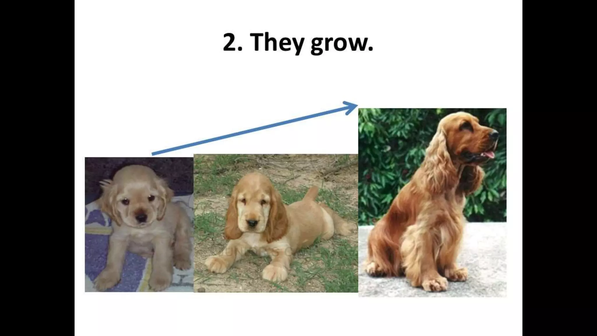 Why are animals living things | PPT